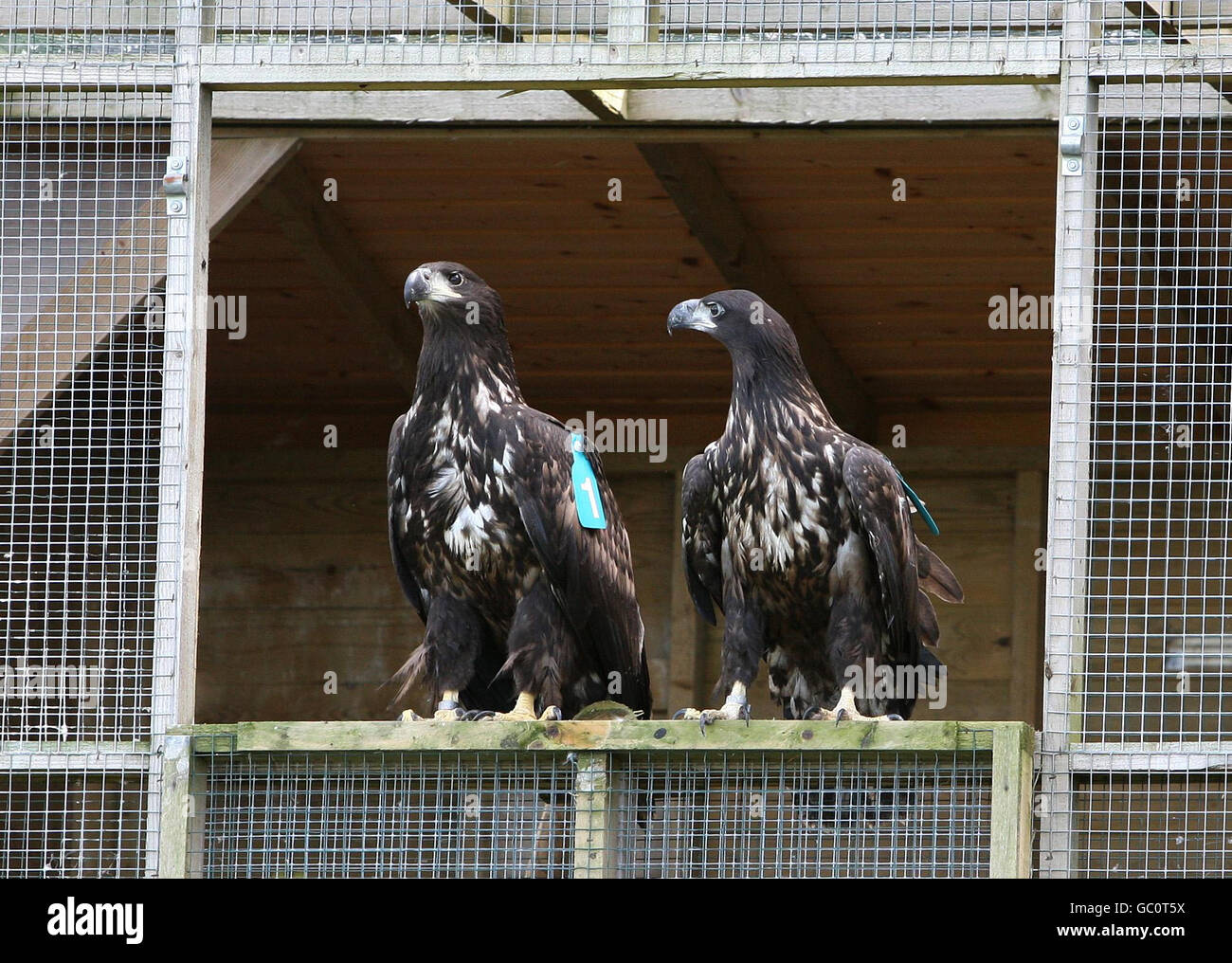 Two of the fourteen rare sea eagle chicks prepare to leave its ...