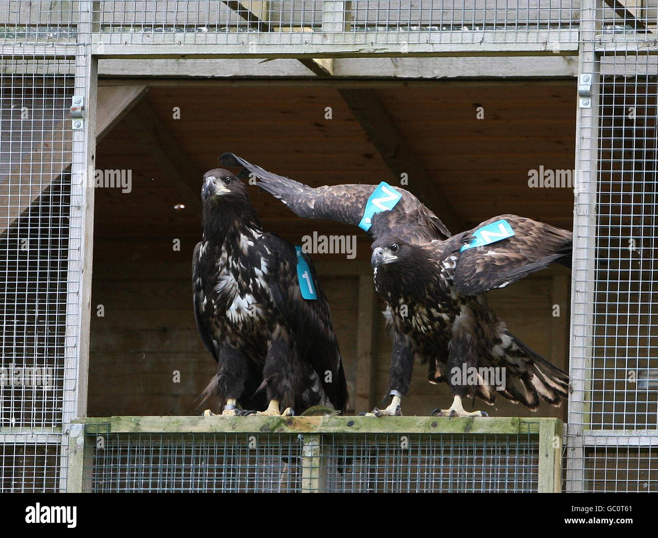 Reintroduced eagle scotland hi-res stock photography and images - Alamy