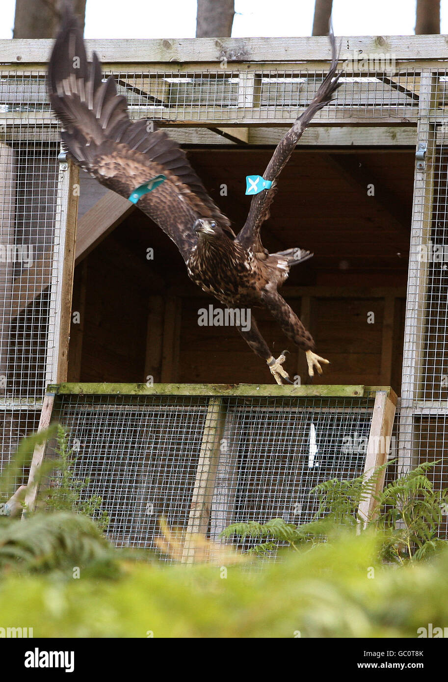 One of the fourteen rare sea eagle chicks prepare to leave its ...