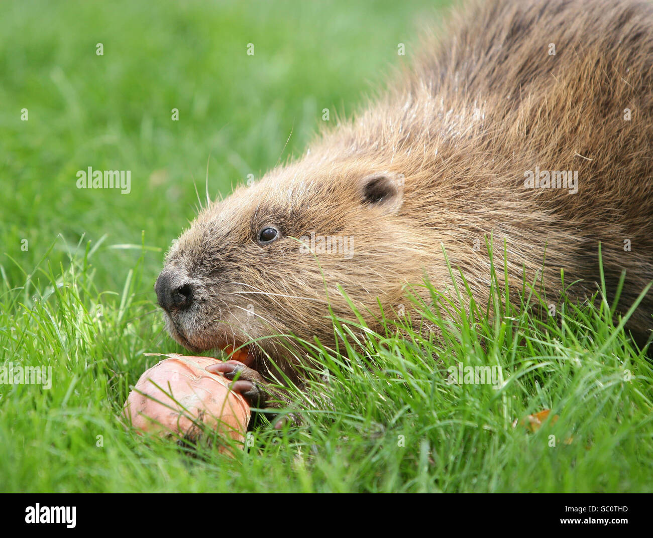 Wizzy, the 18 month old European Beaver relaxes in his exercise ...
