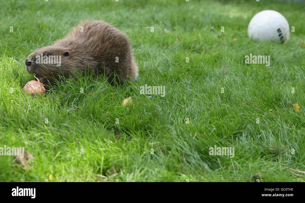 Wizzy, the 18 month old European Beaver relaxes in his exercise ...