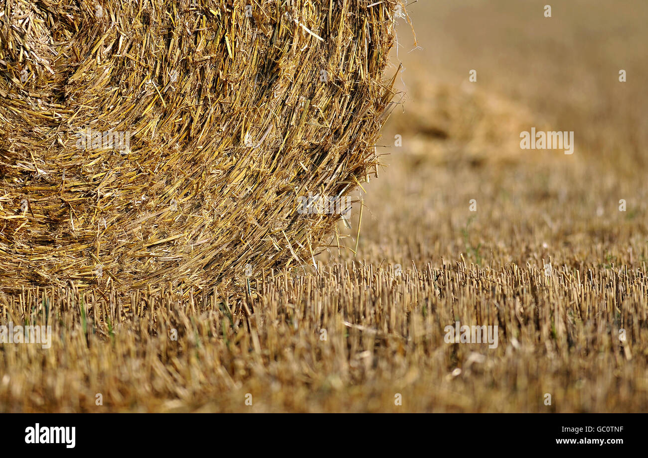 Crops Being Harvested Stock Photo - Alamy