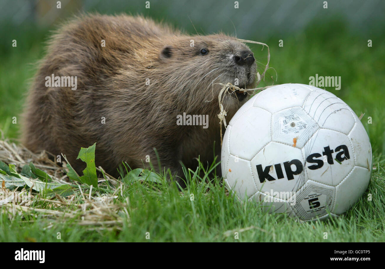 Wizzy, the 18 month old European Beaver relaxes in his exercise ...