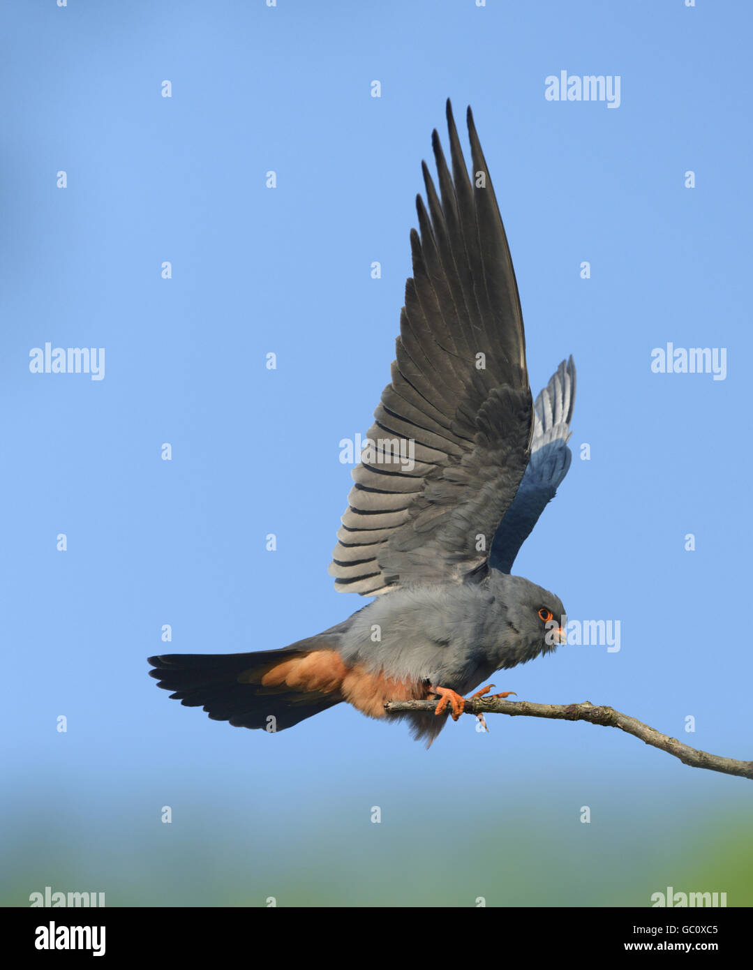 Falco verspertinus hi-res stock photography and images - Alamy