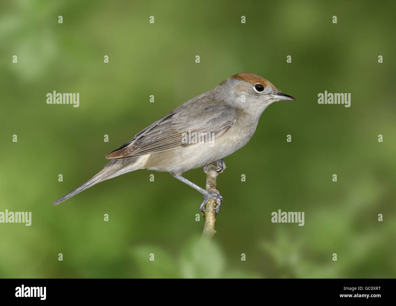 Female blackcap hi-res stock photography and images - Alamy
