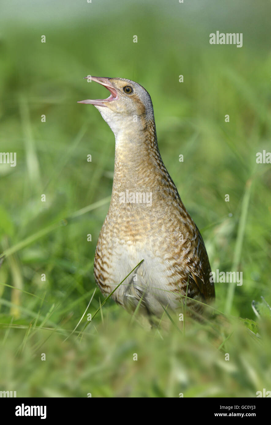 Corncrake - Crex crex Stock Photo - Alamy