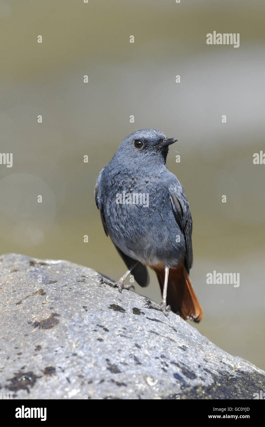 Plumbeous Water-redstart - Rhyacornis fuliginosa Stock Photo - Alamy