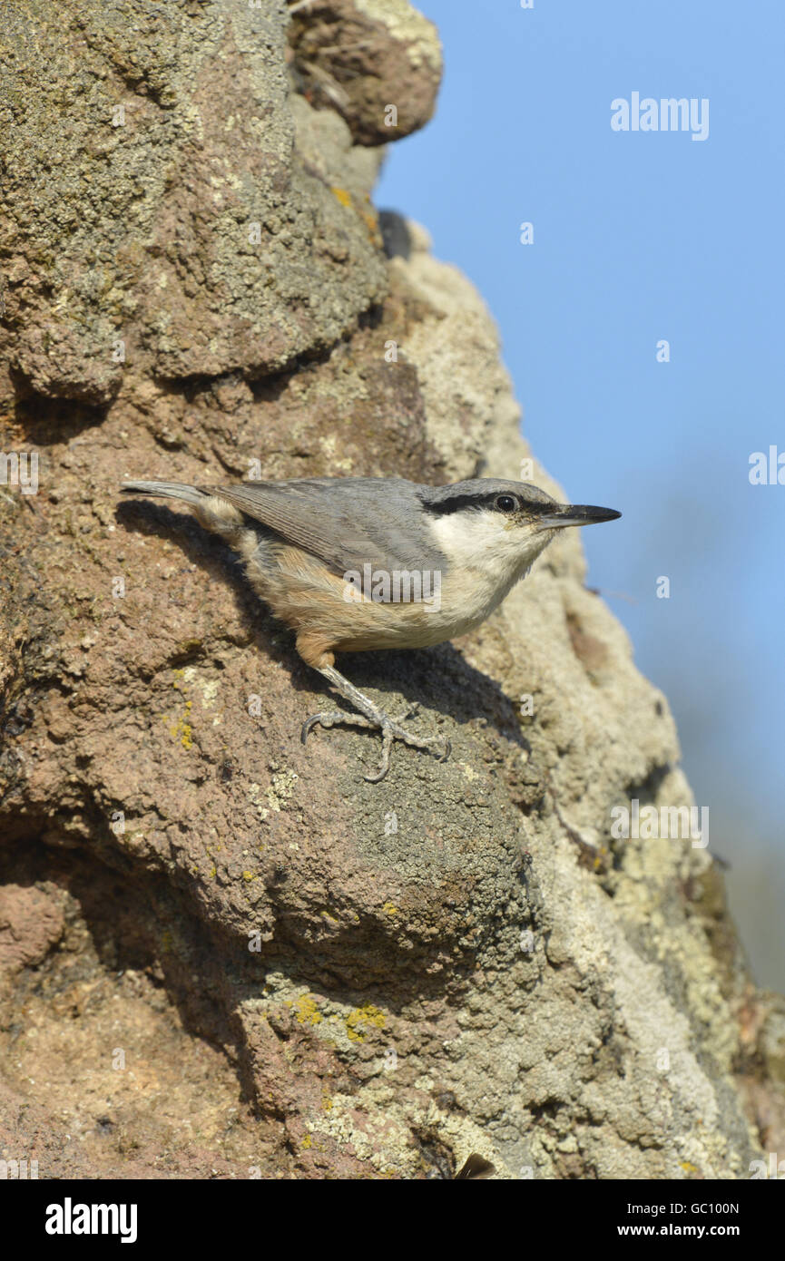 Rock Nuthatch - Sitta neumayer Stock Photo - Alamy