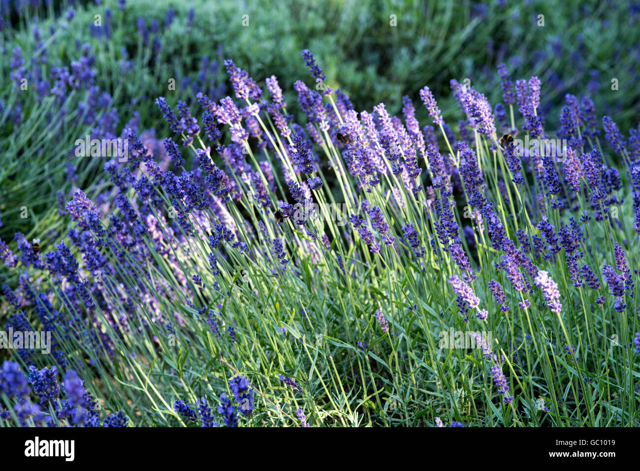 beautiful bushes of lavender field Stock Photo - Alamy