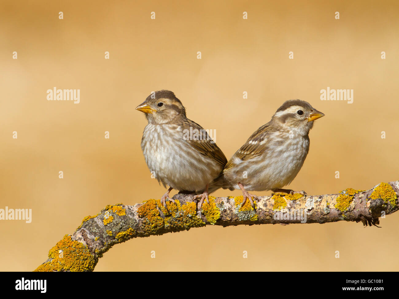 Asian sparrow hi-res stock photography and images - Alamy