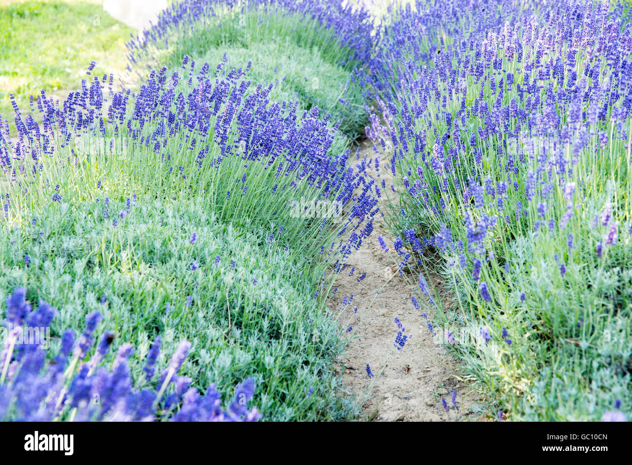 beautiful bushes of lavender field Stock Photo - Alamy