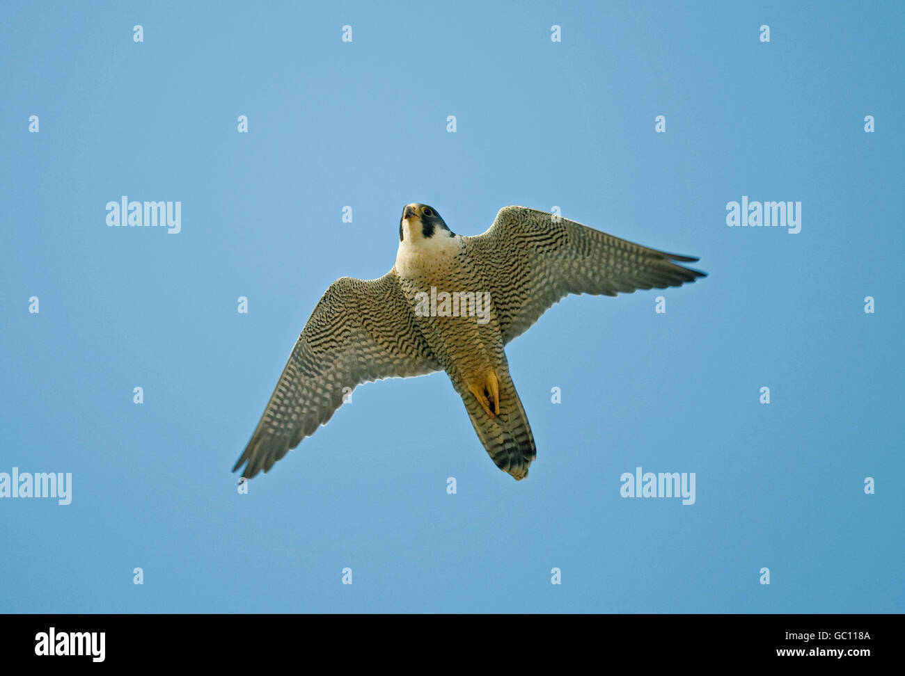 Peregrine Falcon - Falco peregrinus Stock Photo - Alamy