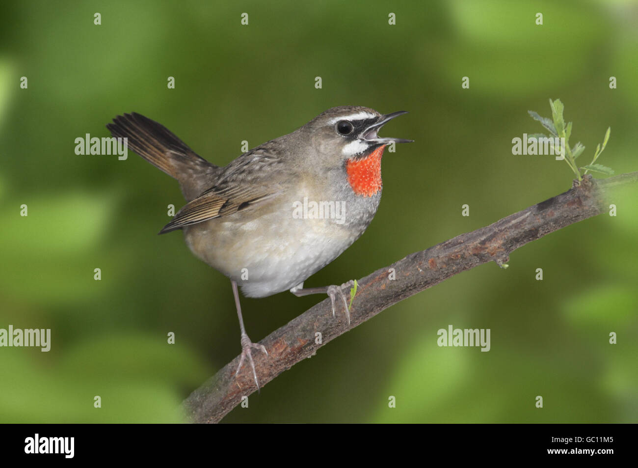 Siberian Rubythroat - Luscinia calliope Stock Photo - Alamy