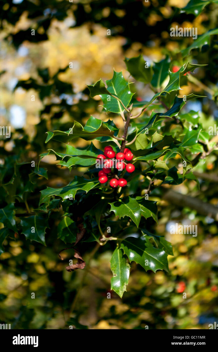Holly with red berries growing on tree. Ilex Stock Photo - Alamy
