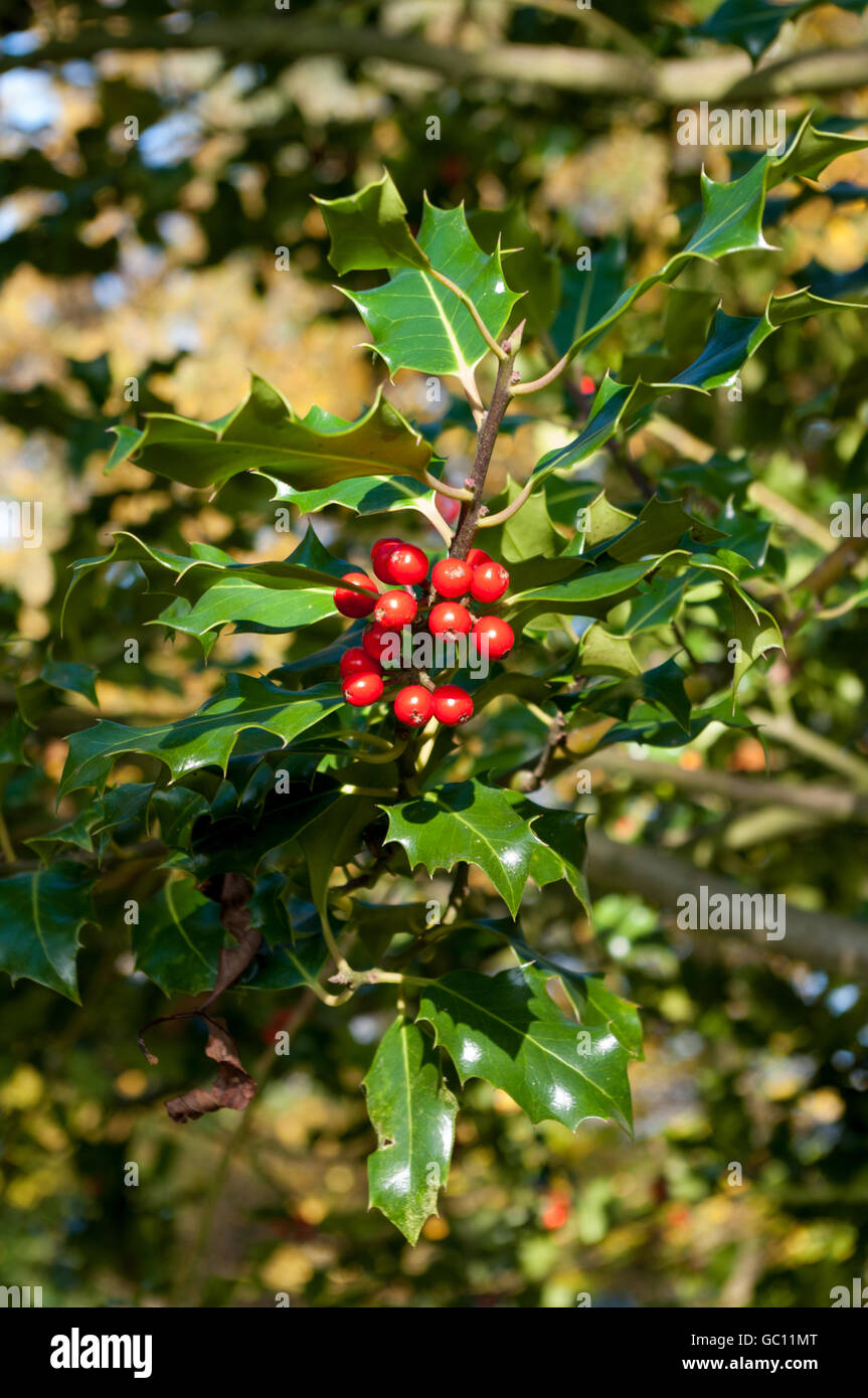 Holly with red berries growing on tree. Ilex Stock Photo - Alamy