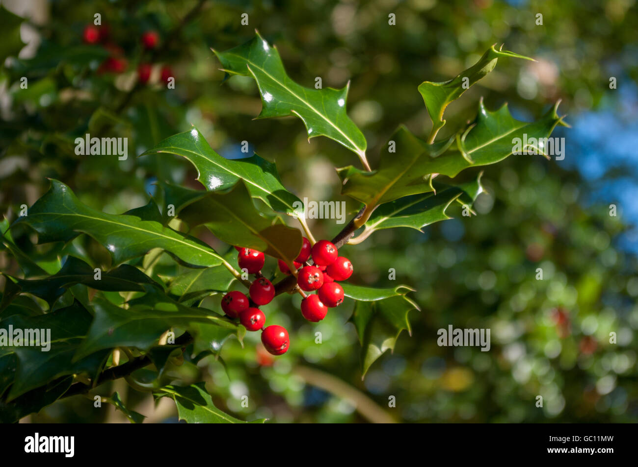 Holly with red berries growing on tree. Ilex Stock Photo - Alamy
