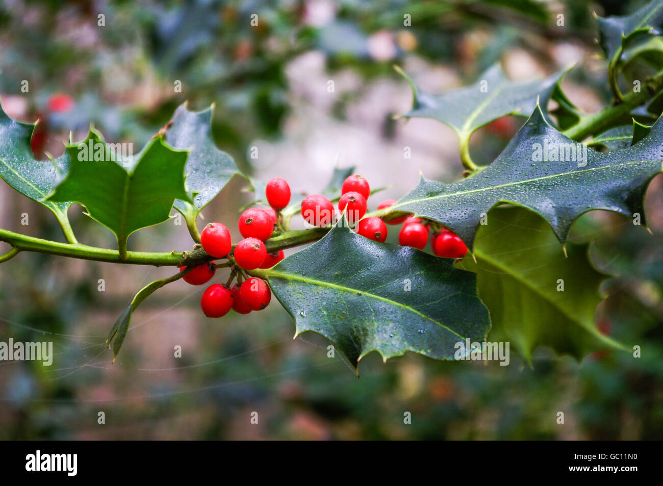 Red holly berries, Ilex, growing on the branch Stock Photo - Alamy