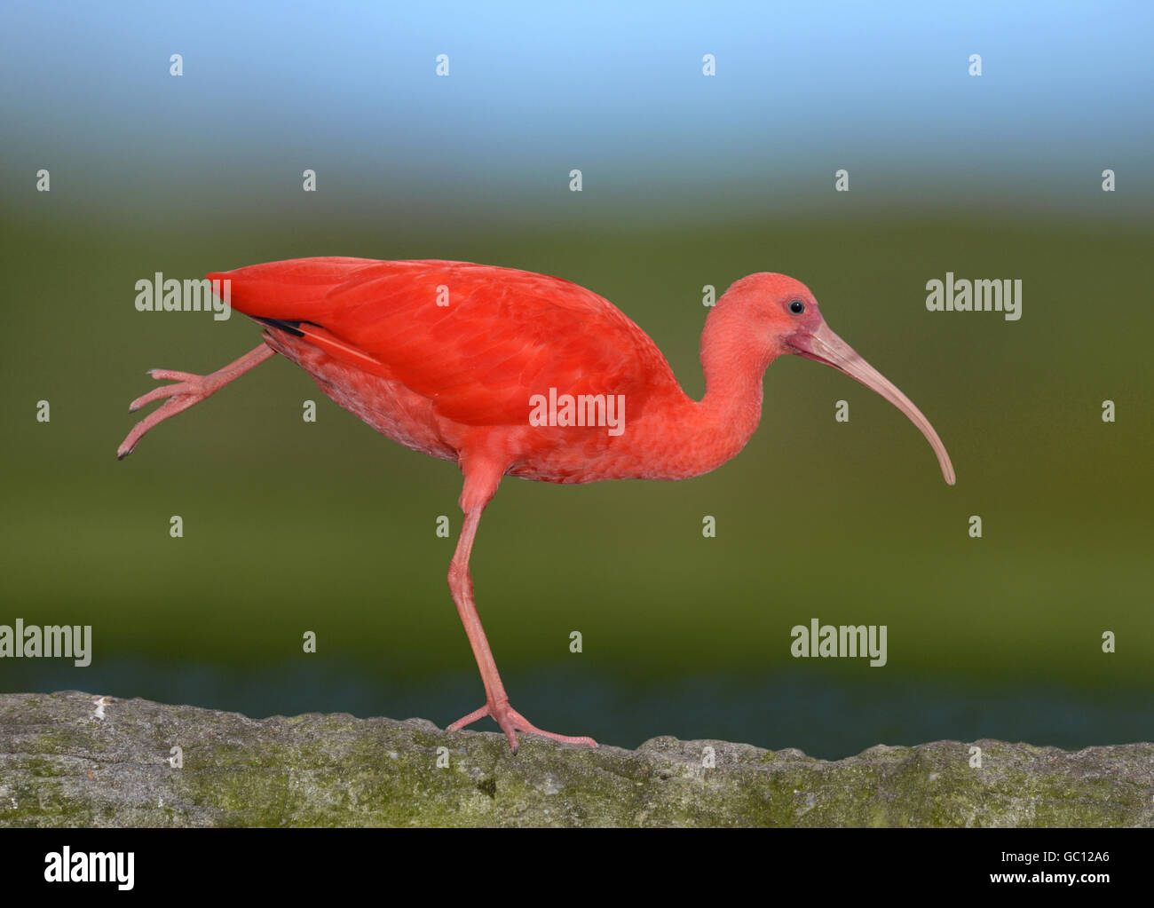Scarlet Ibis - Eudocimus ruber Stock Photo - Alamy