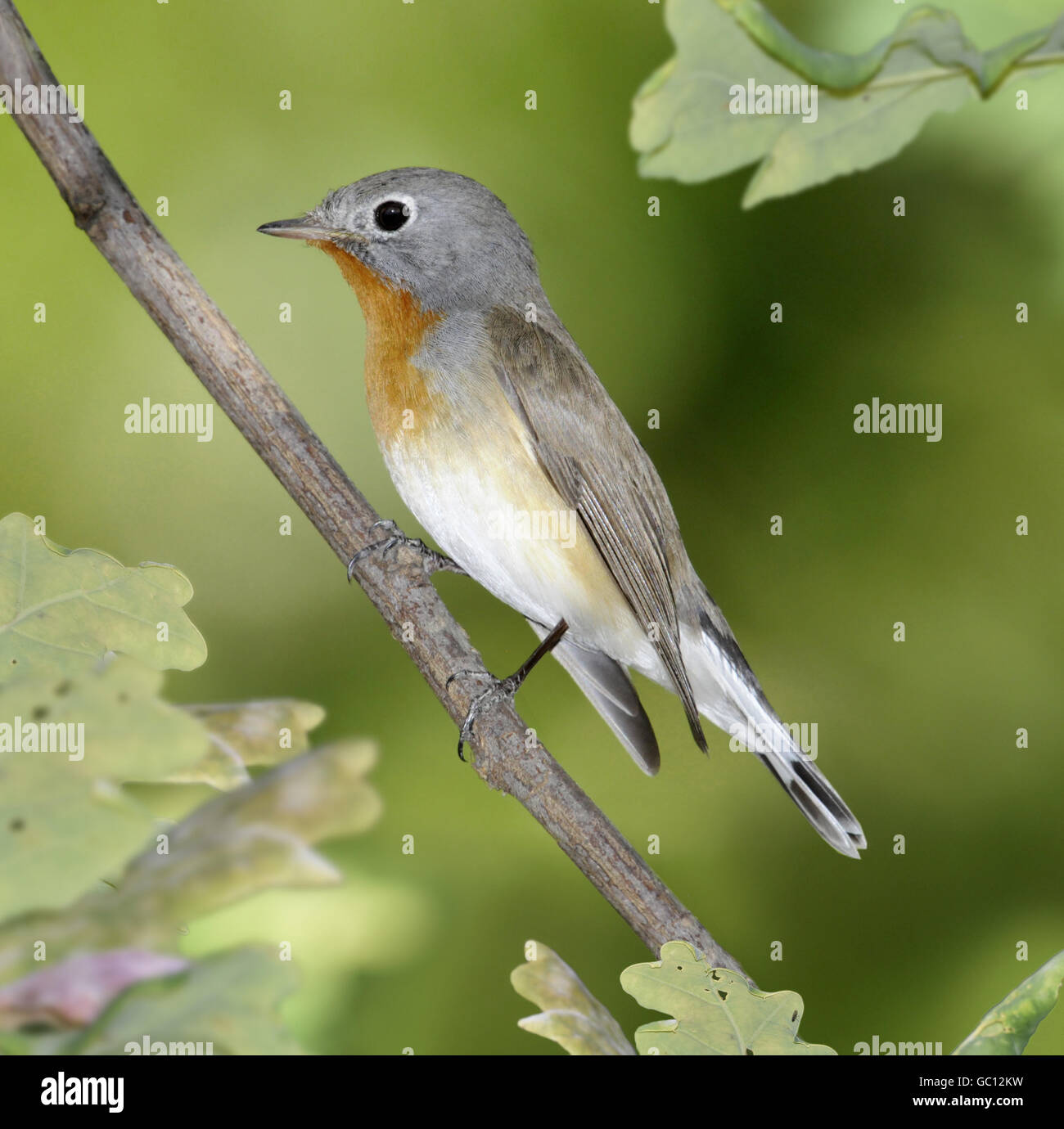 Red-breasted Flycatcher - Ficedula parva Stock Photo - Alamy