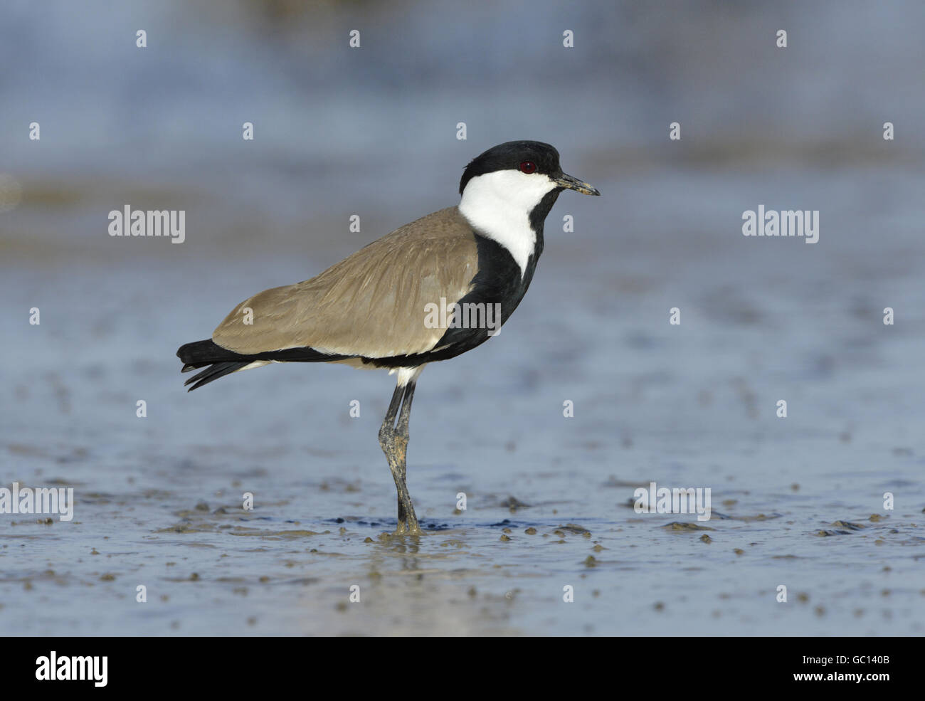 Spur Winged Plover Stock Photos & Spur Winged Plover Stock Images - Alamy