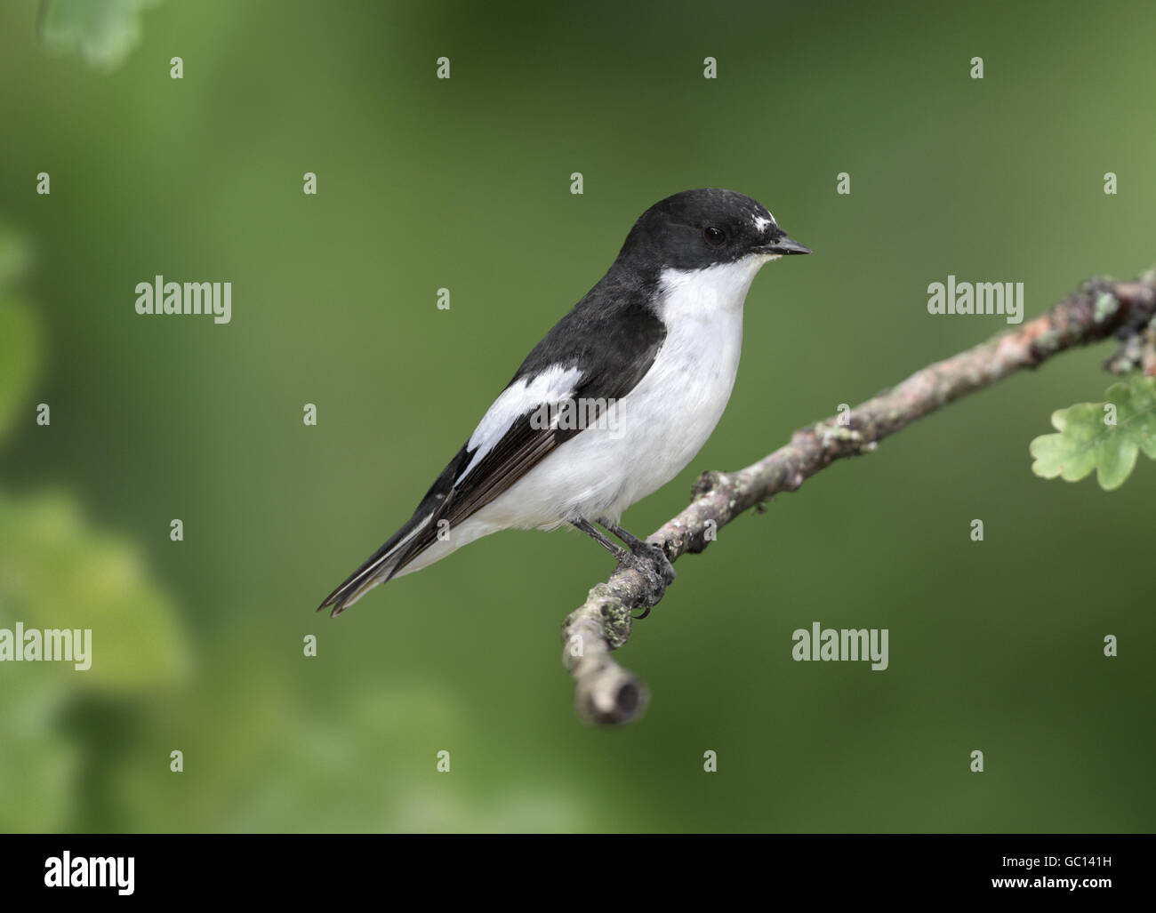 Pied flycatcher hi-res stock photography and images - Alamy
