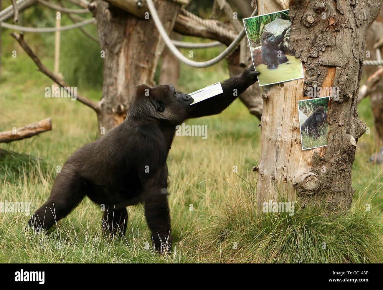 Zaire, one of three female gorillas at London Zoo, picks up a photo of ...