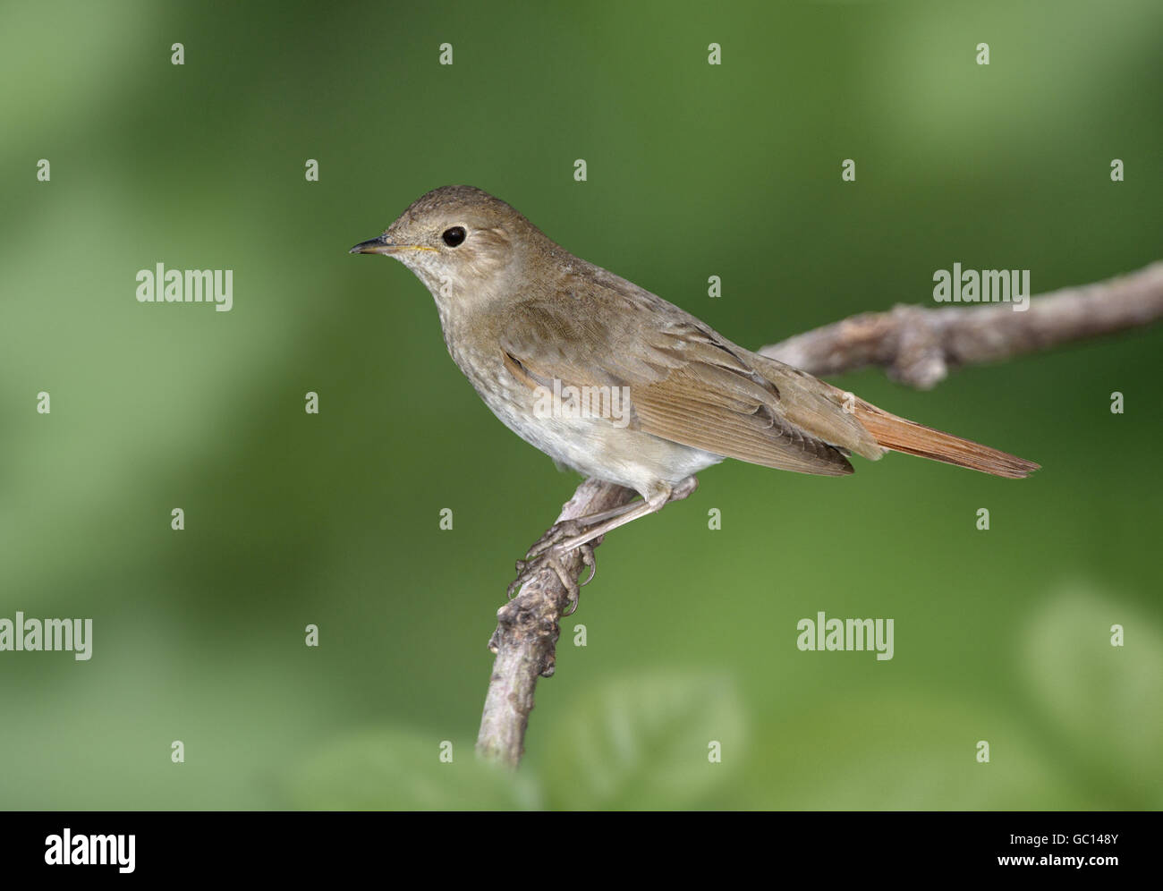 Thrush Nightingale - Luscinia luscinia Stock Photo - Alamy