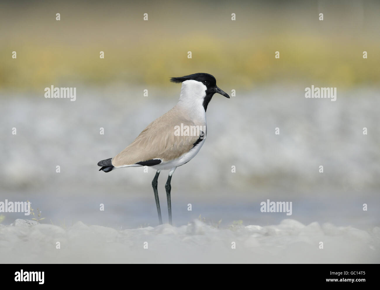 River lapwing bird standing hi-res stock photography and images - Alamy