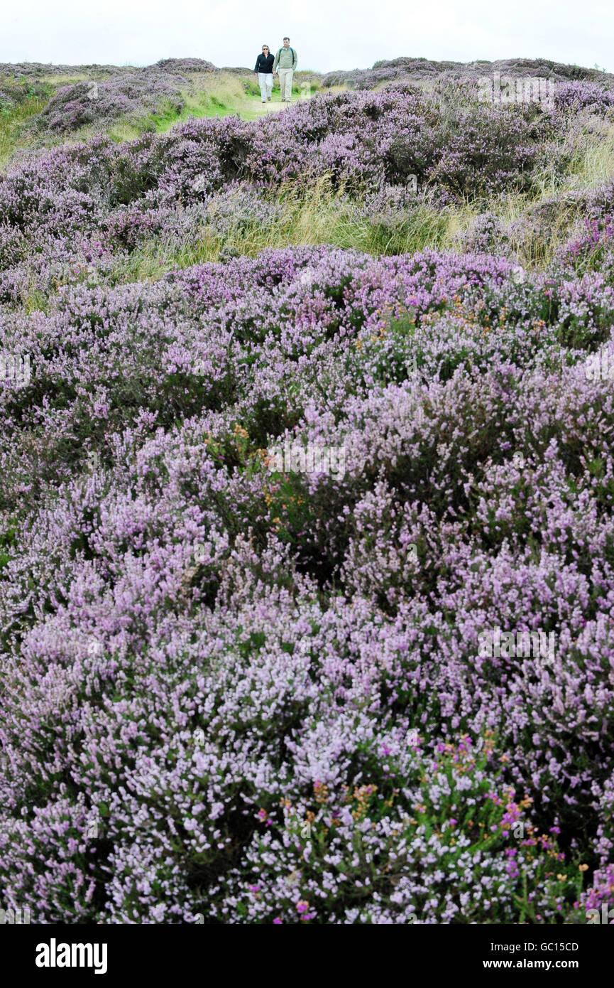 Heather on the North Yorkshire Moors Stock Photo - Alamy