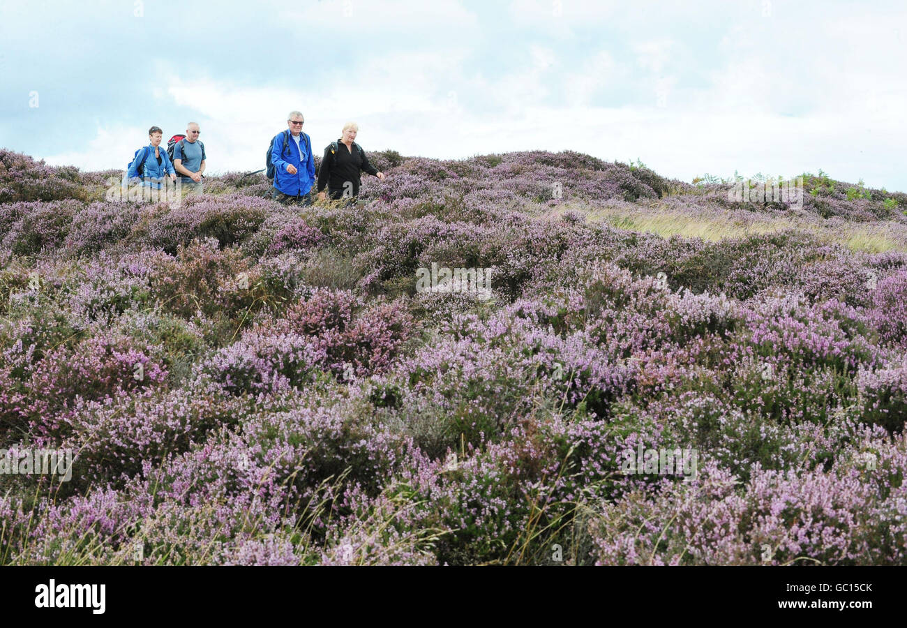 Walkers pass through the purple blooming heather on the Levisham Estate ...