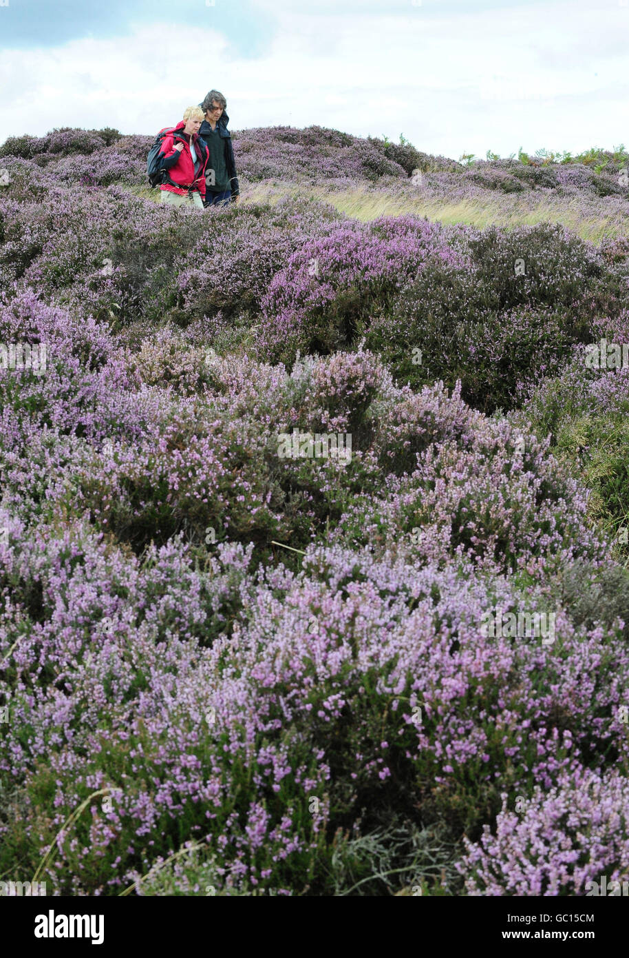 Heather on the North Yorkshire Moors Stock Photo - Alamy