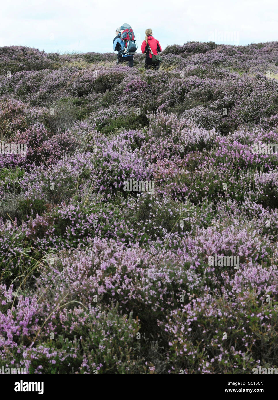 Heather on the North Yorkshire Moors Stock Photo - Alamy