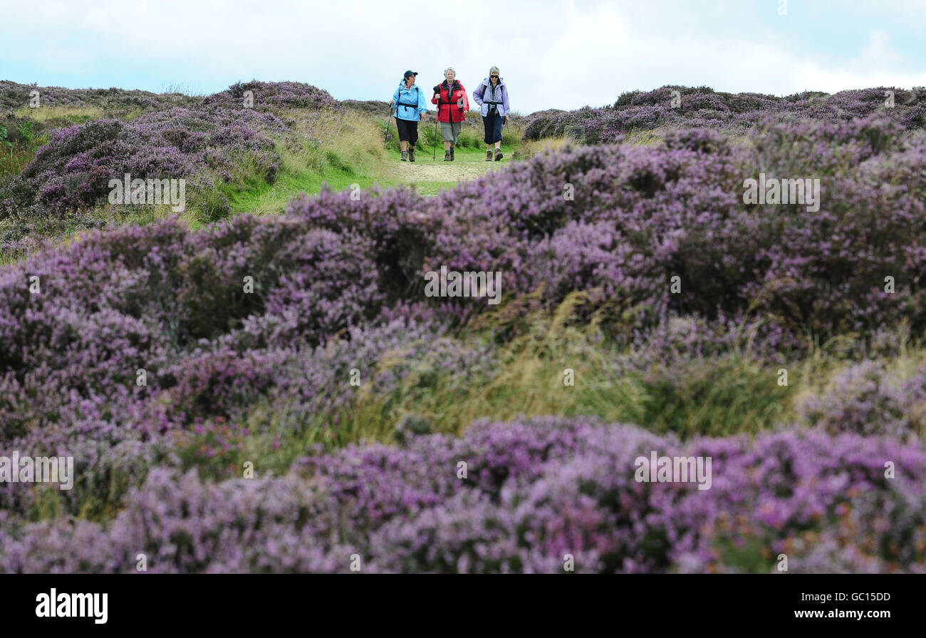 Heather on the North Yorkshire Moors Stock Photo - Alamy
