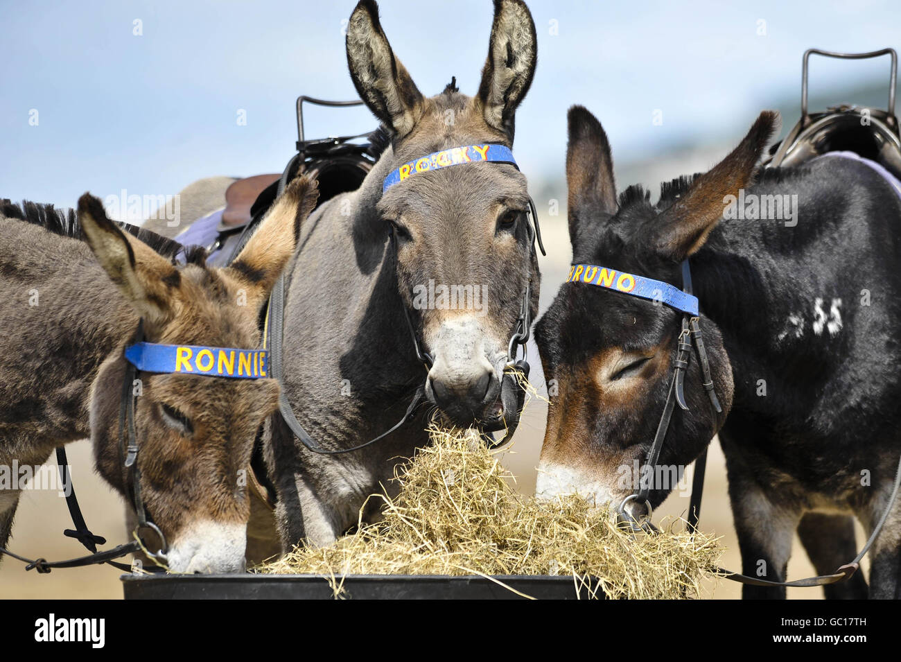 Brit working donkeys ronnie hi-res stock photography and images - Alamy
