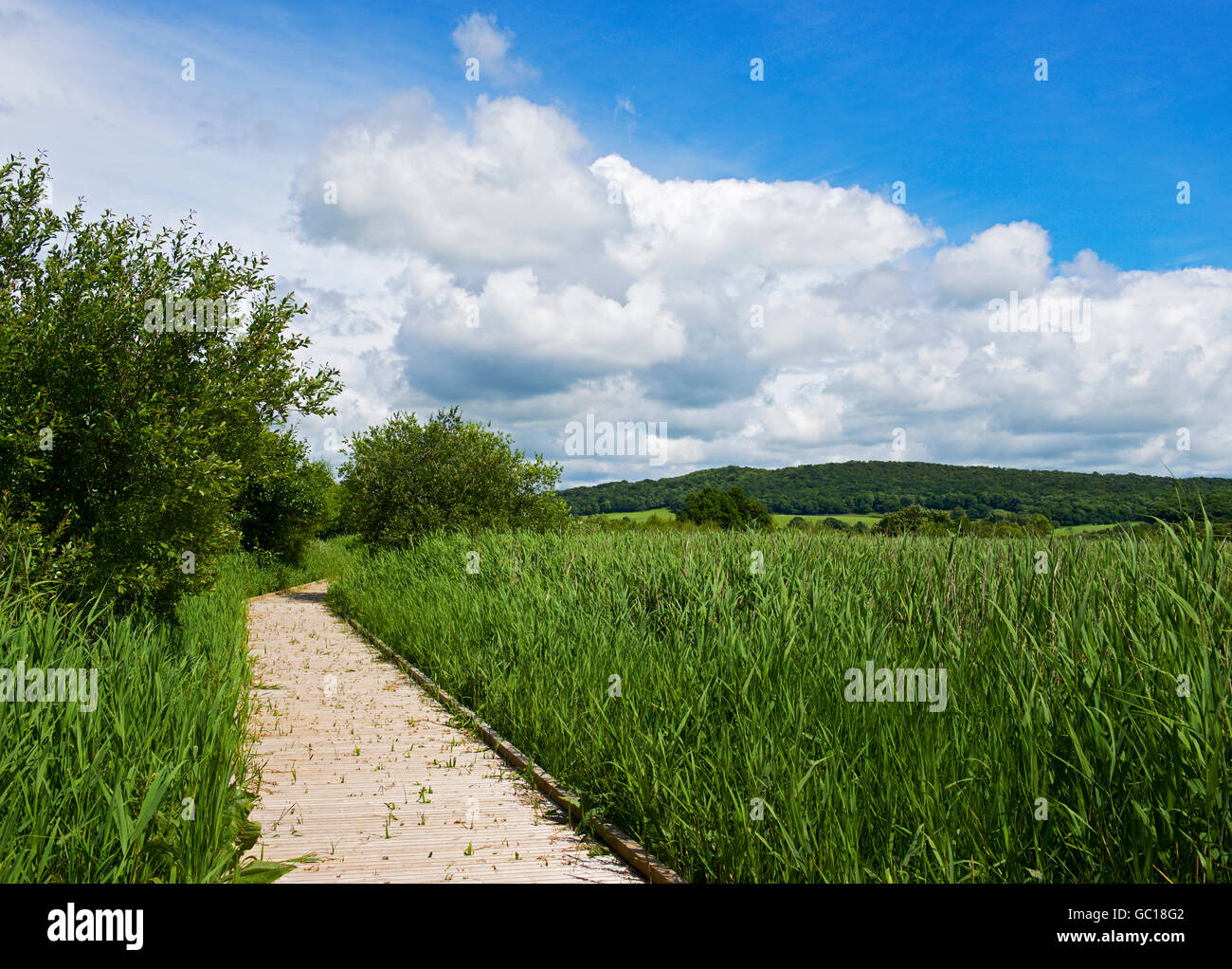 Leighton moss rspb reserve hi-res stock photography and images - Alamy