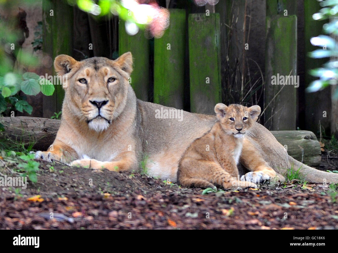 Two year old lion hi-res stock photography and images - Alamy