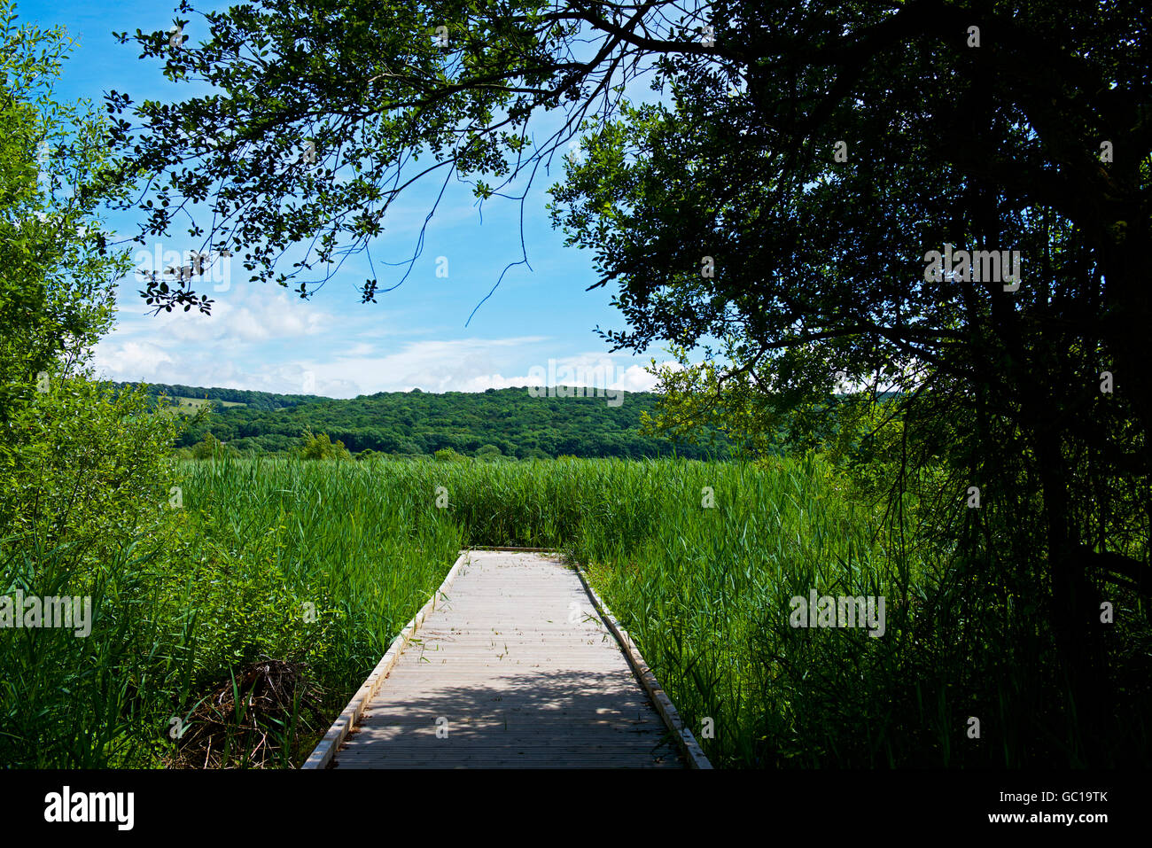 Rspb leighton moss nature reserve hi-res stock photography and images ...