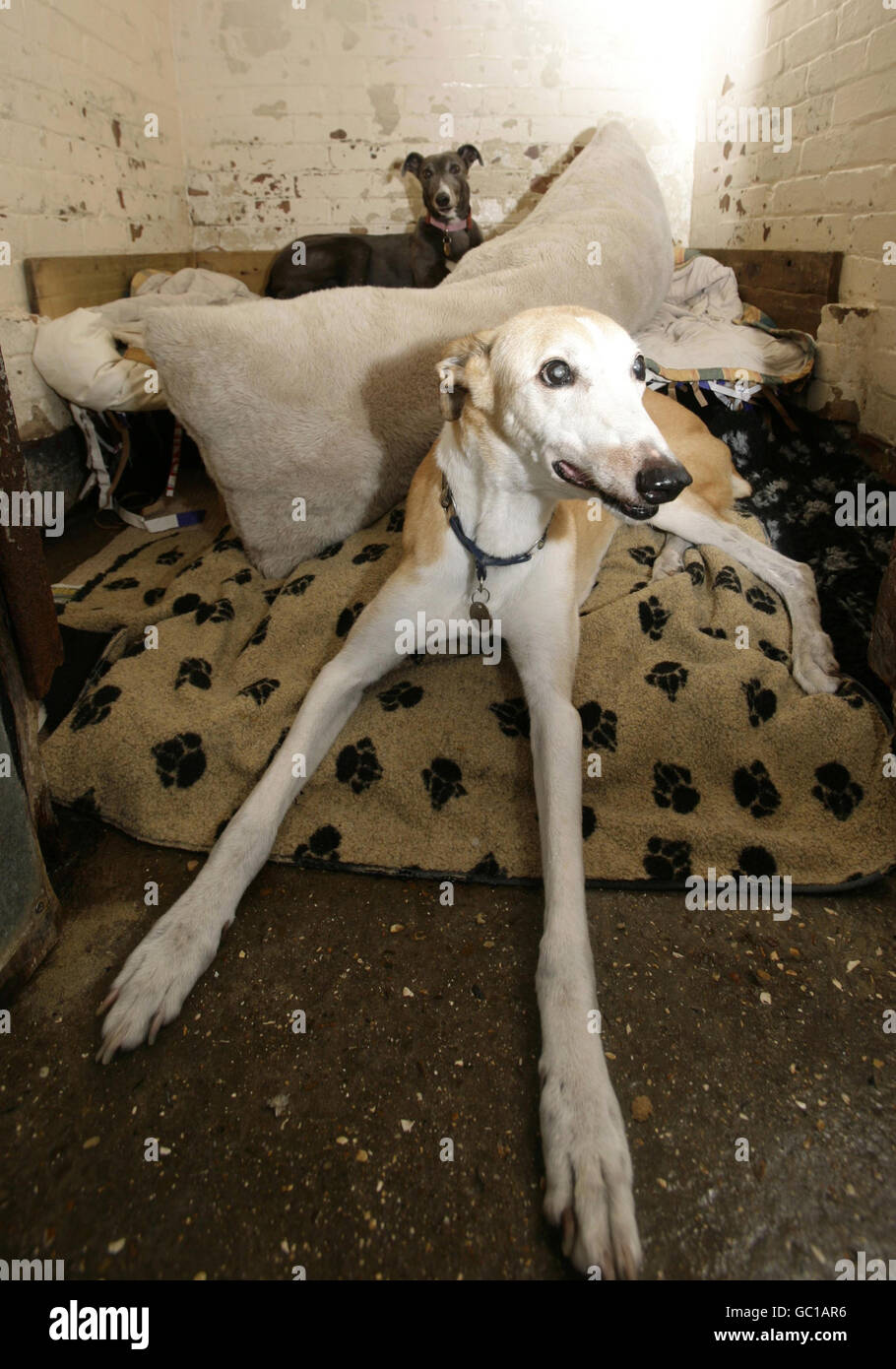 Retired racing greyhounds wait for new homes at Whittingham Kennels in ...