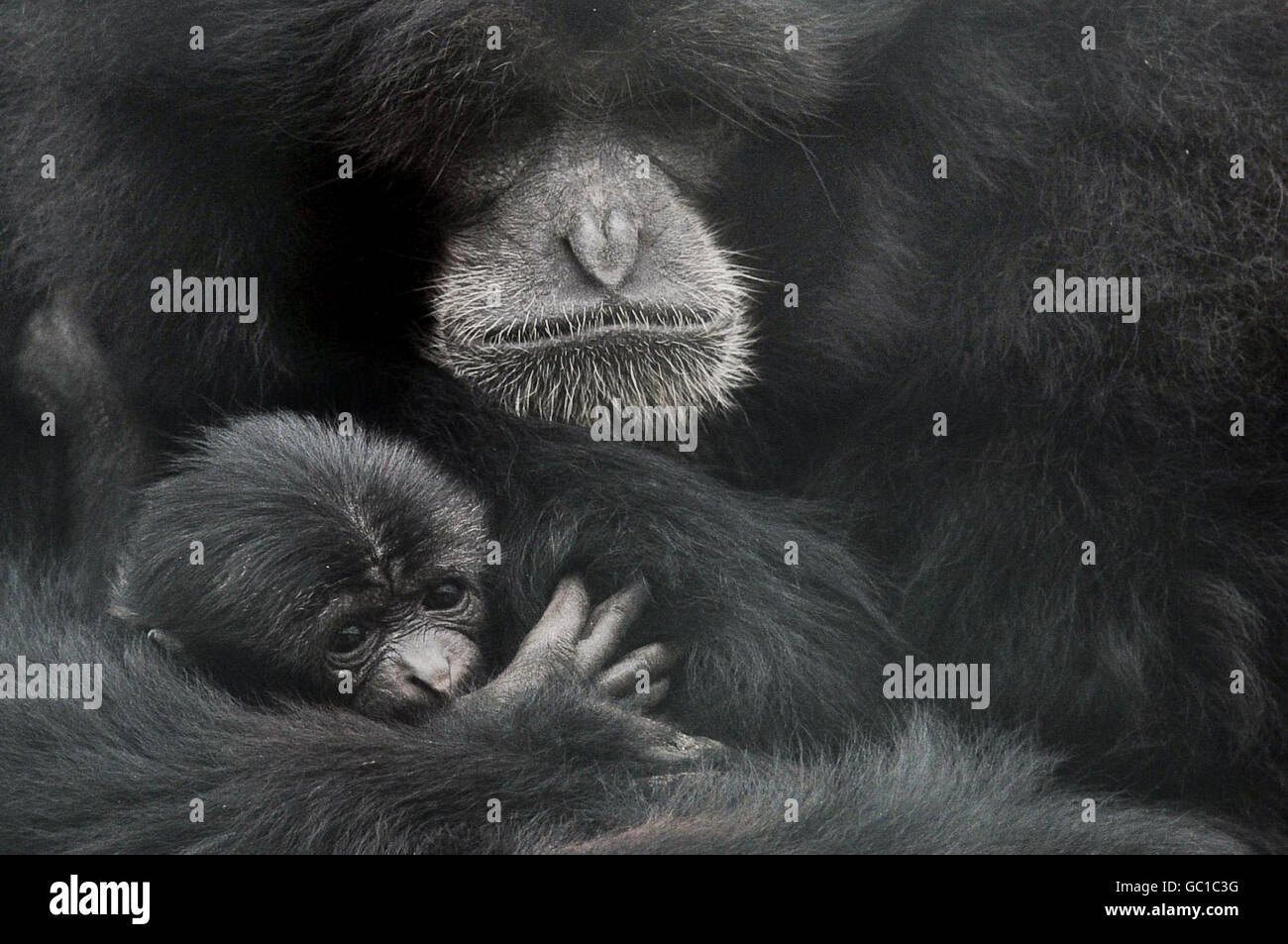 The six week old siamang gibbon hi-res stock photography and images - Alamy