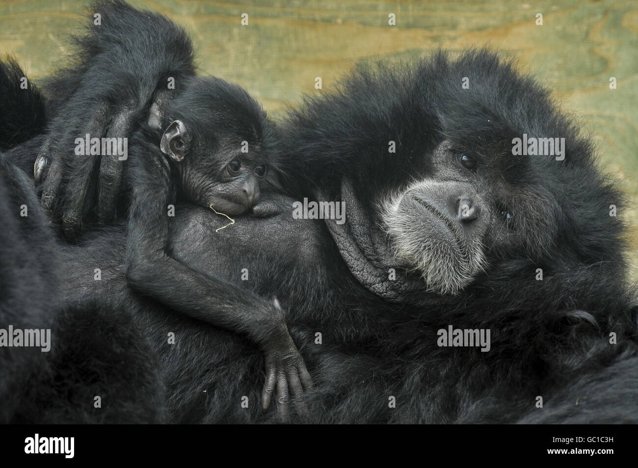 The six week old siamang gibbon hi-res stock photography and images - Alamy