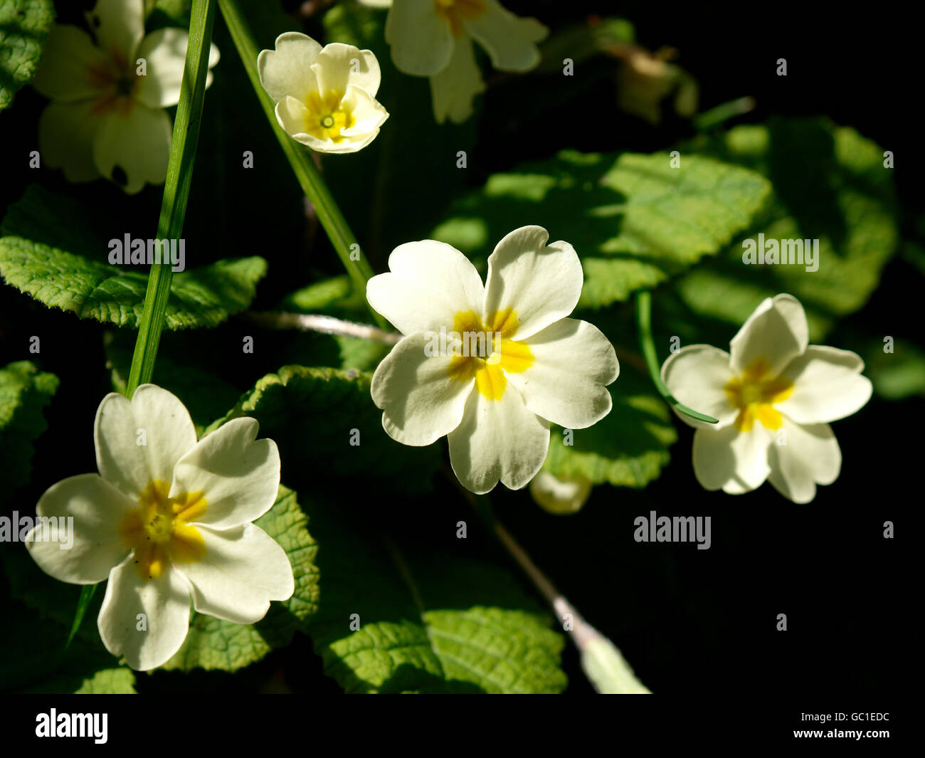 Wild white primrose, Cornwall, UK Stock Photo - Alamy