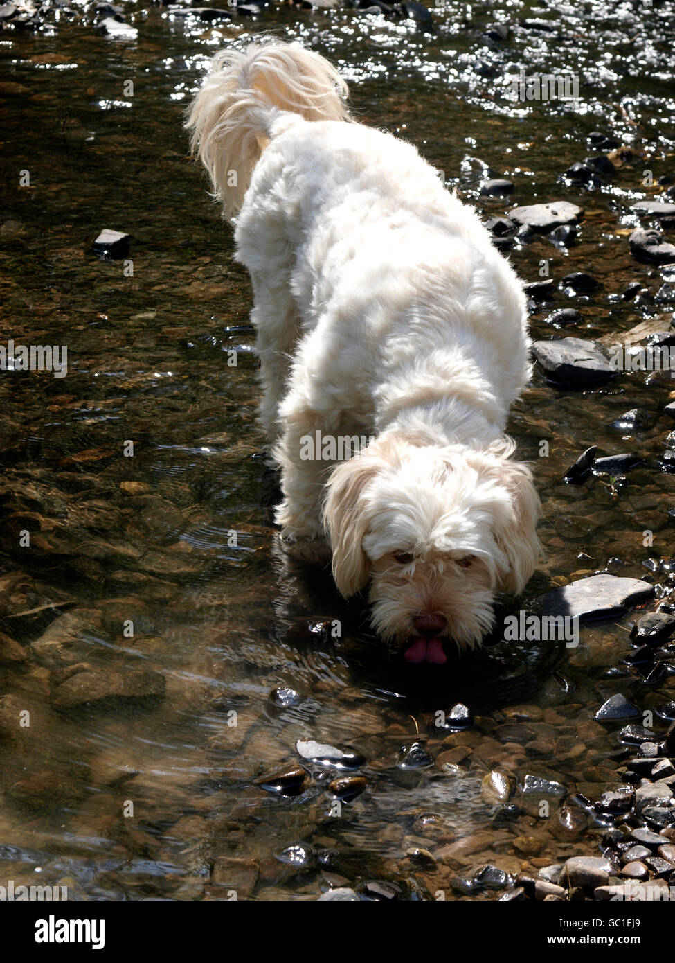 Animal drinking water stream river hi-res stock photography and images ...