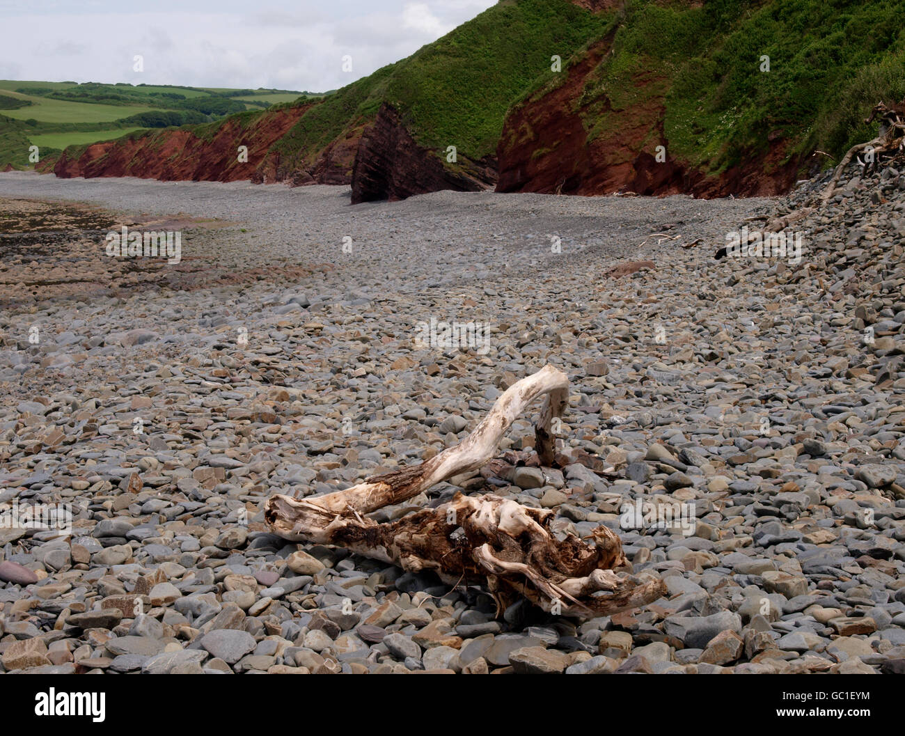 Peppercombe beach hi-res stock photography and images - Alamy