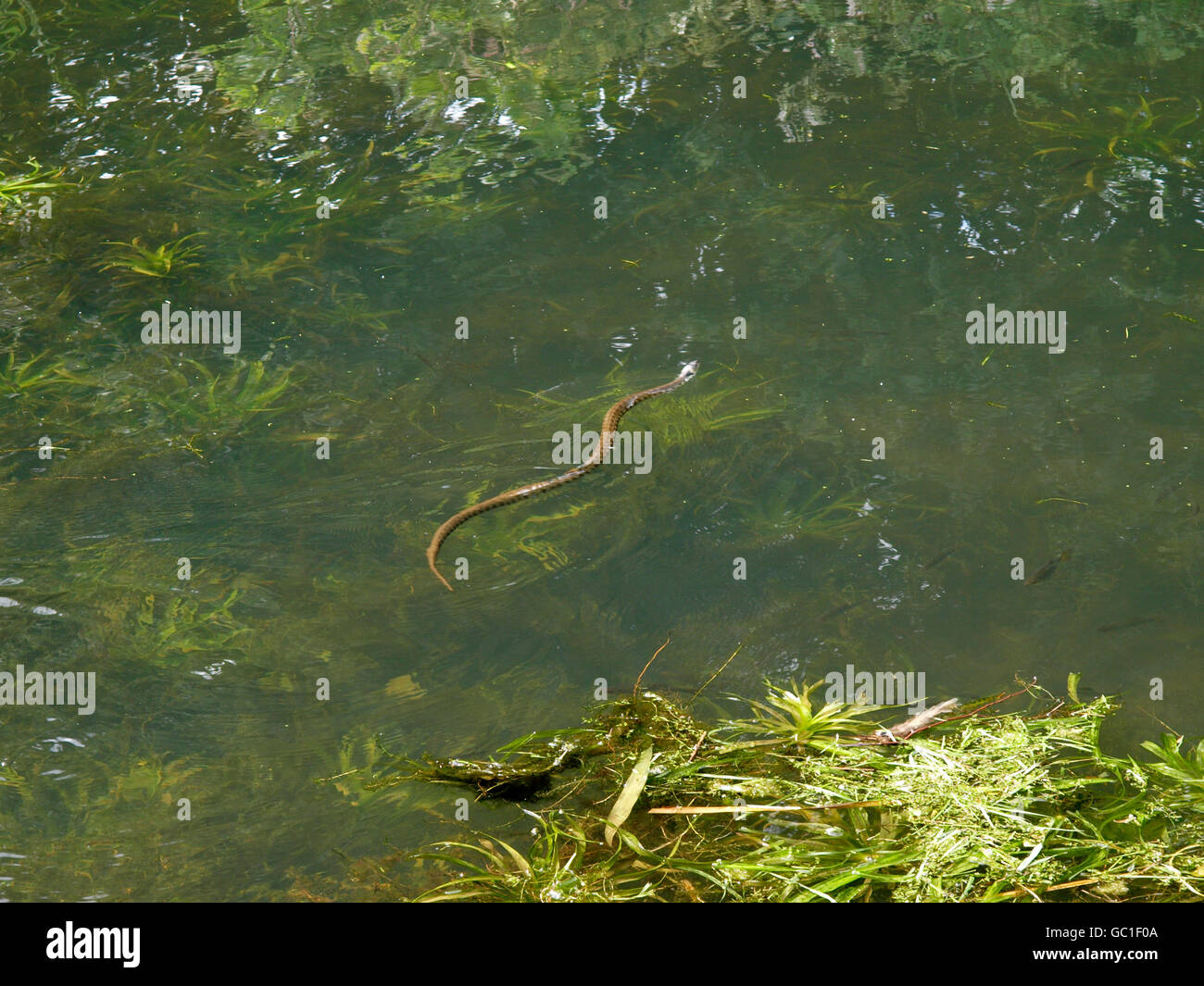 Grass snake uk hi-res stock photography and images - Alamy