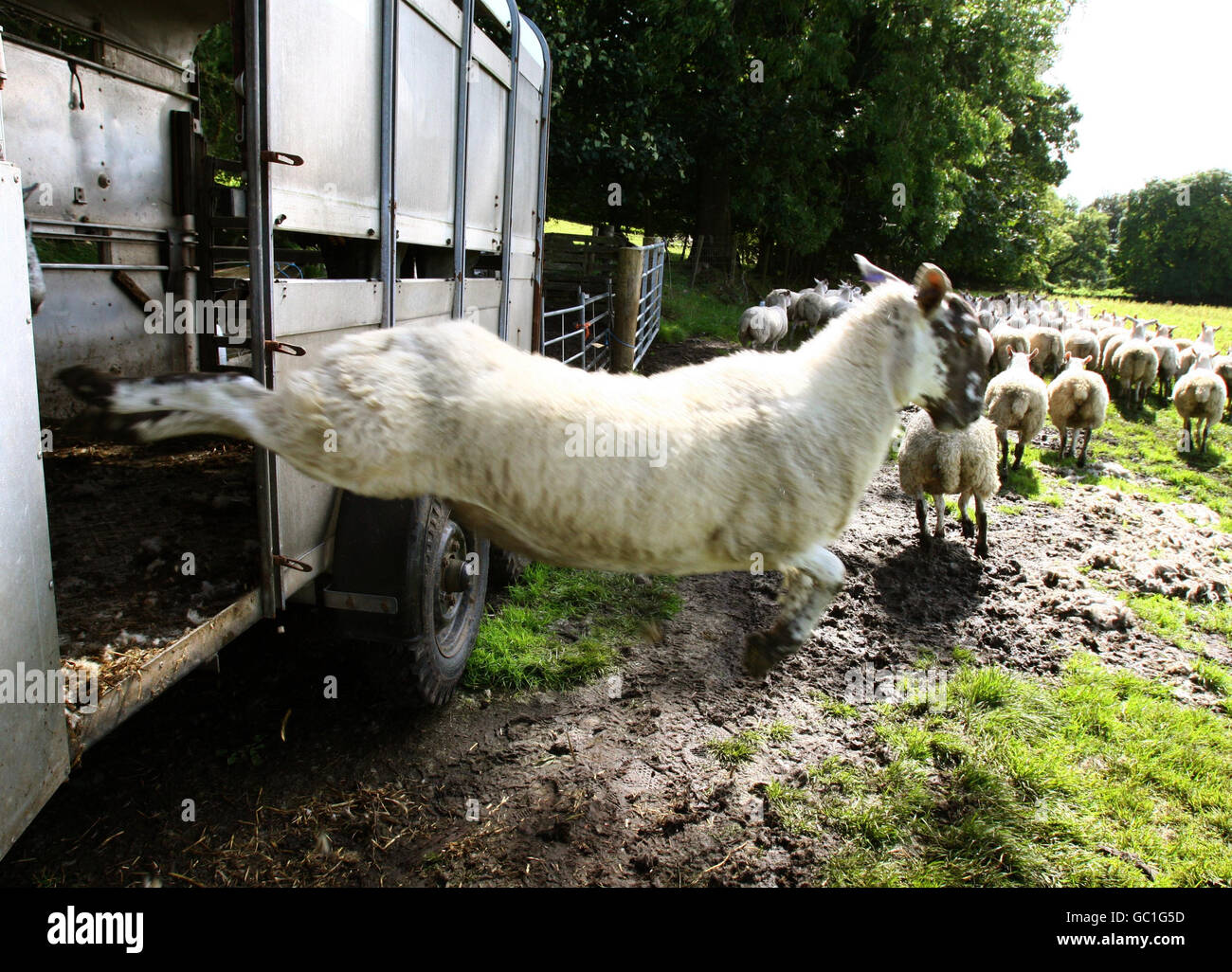 Sheep dresser hi-res stock photography and images - Alamy