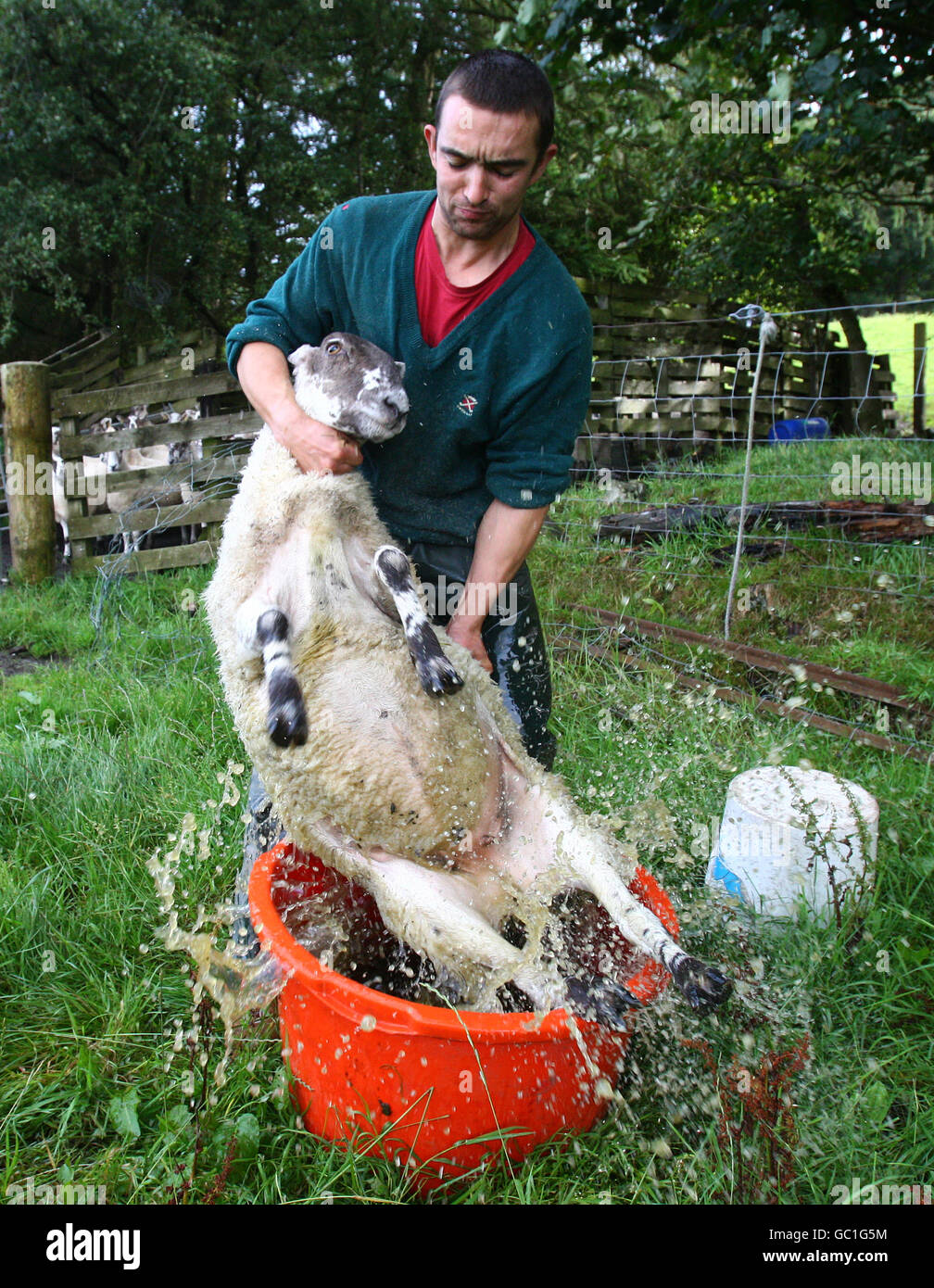 Scotch mule sheep hi-res stock photography and images - Alamy