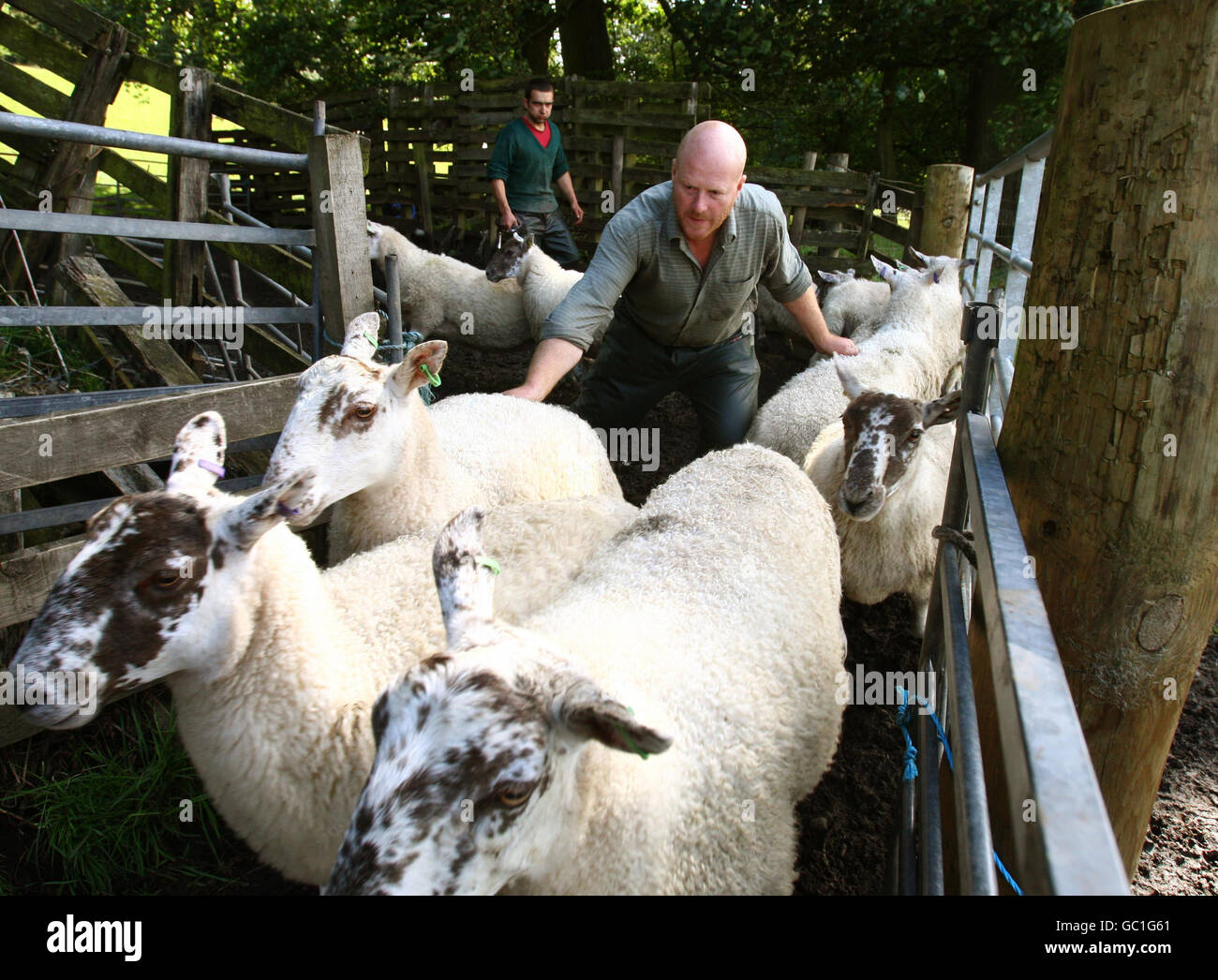 Sheep Marts High Resolution Stock Photography and Images - Alamy