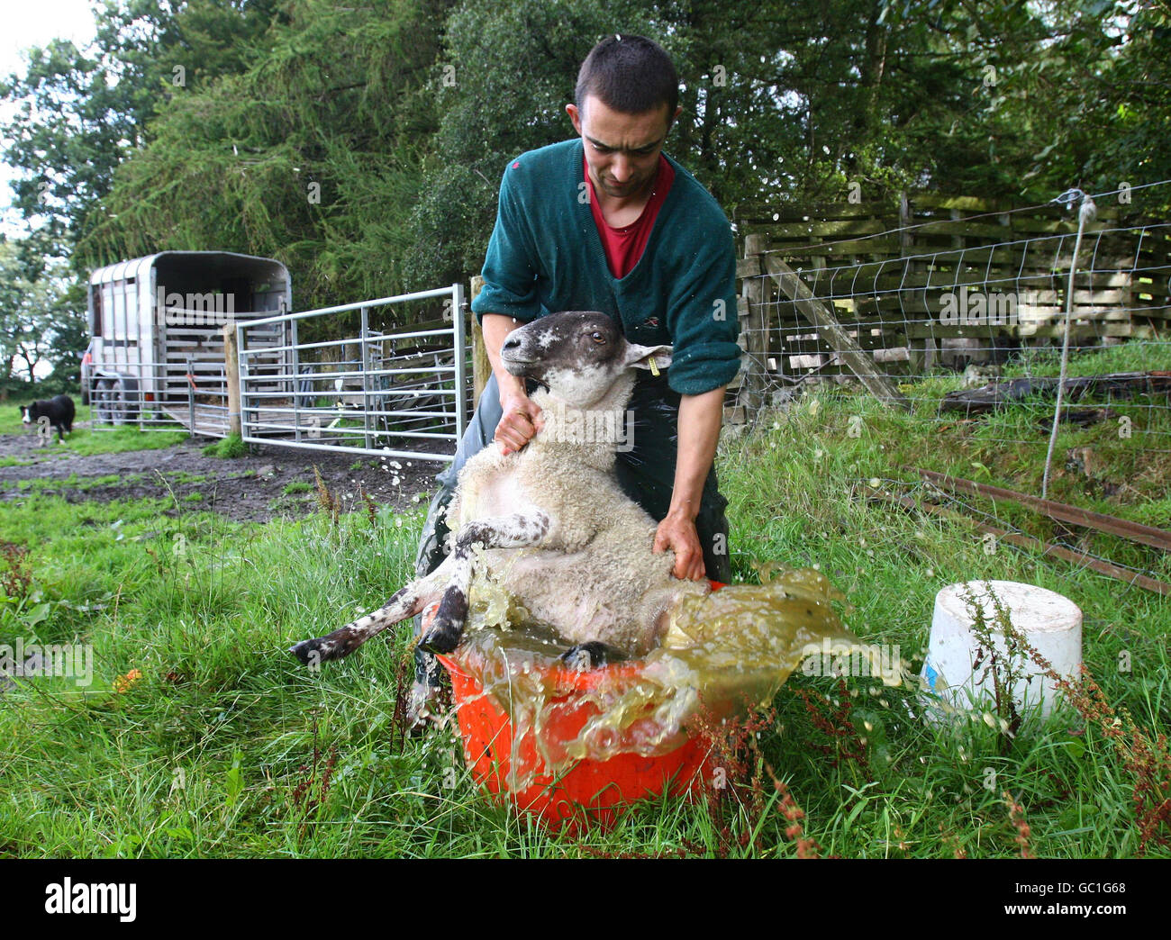 Washing sheep animals hi-res stock photography and images - Alamy