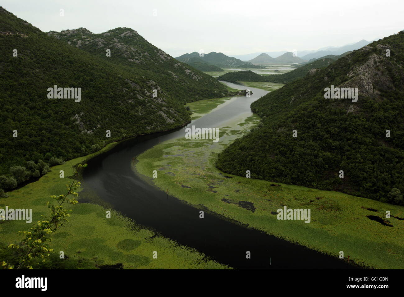 the river Rijeka Crnojevica at the west end of the Skadarsko Jezero Lake or Skadar Lake in ...