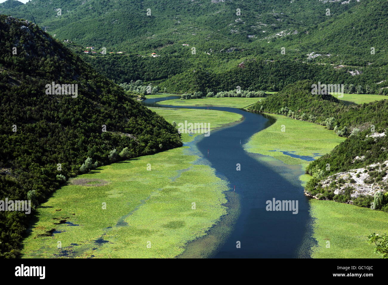 the river Rijeka Crnojevica at the west end of the Skadarsko Jezero Lake or Skadar Lake in ...